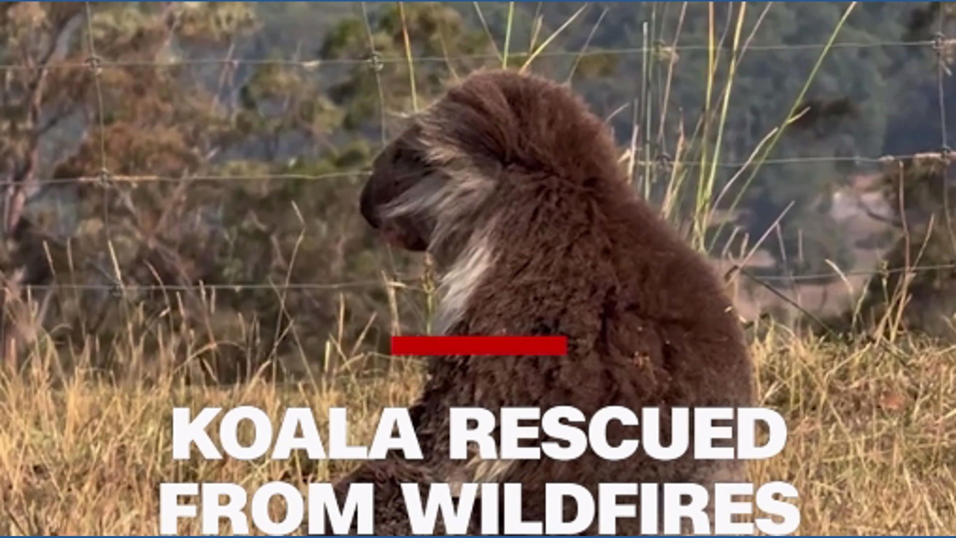 Koala rescued from Australian wildfire