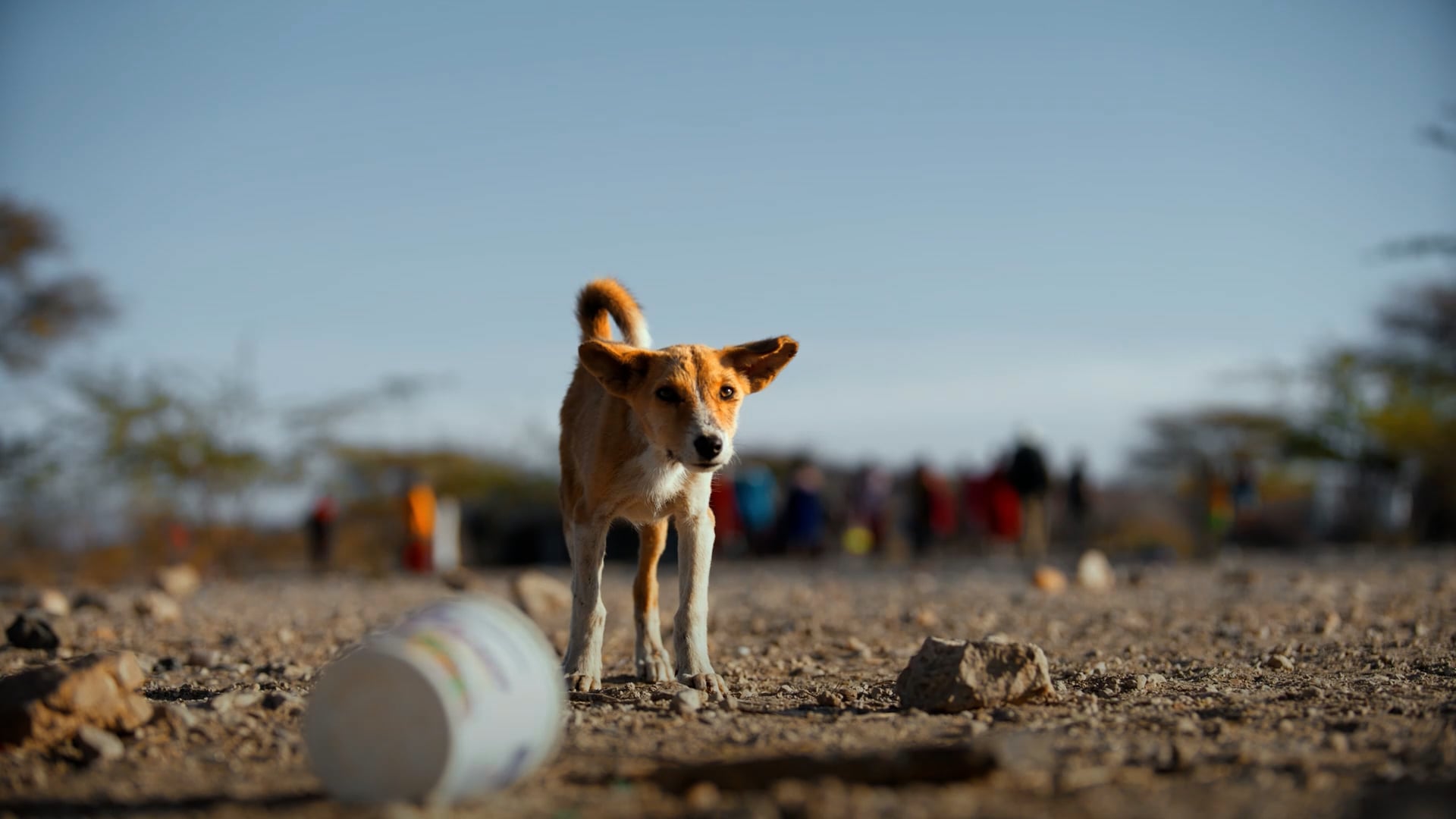 ¿Qué significa el término "perro comunitario"?
