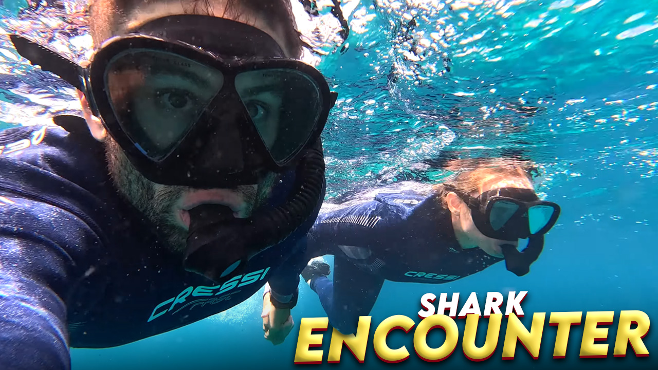 Swimming with whale sharks in the Philippines: A once in a lifetime moment