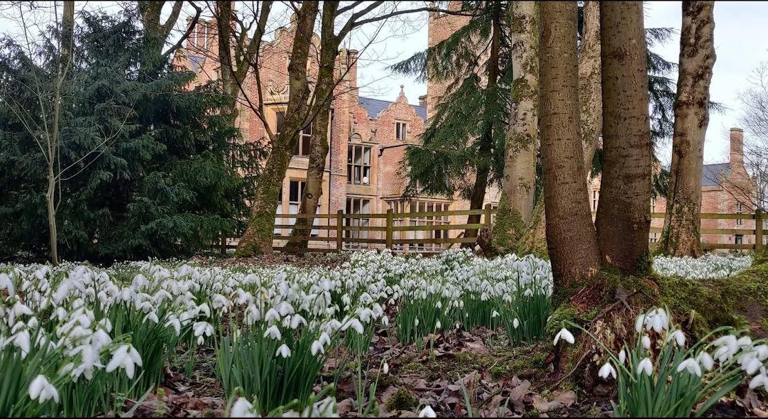 25 years of snowdrops at Bank Hall, Bretherton