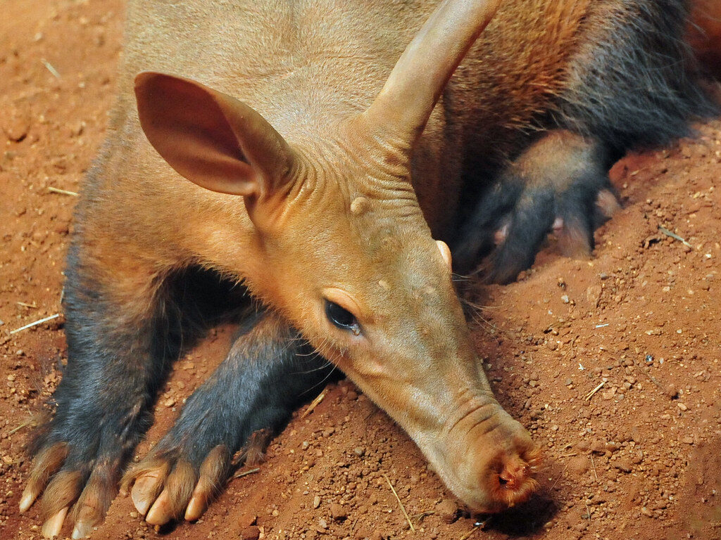 20 rare wild animals that are almost impossible to spot