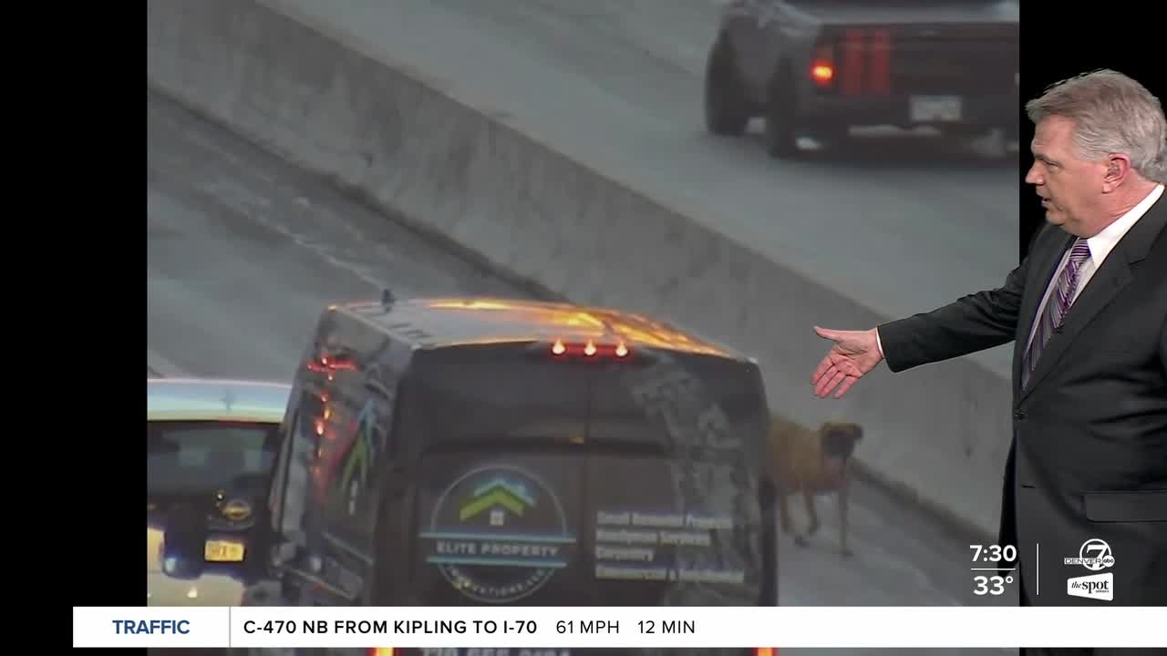 Dog running in traffic along westbound Hwy. 36 near Federal Boulevard ...