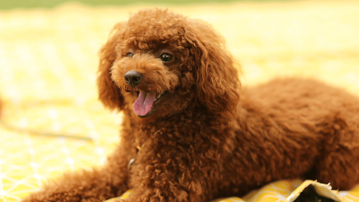 6 things your dog only does with their favorite human