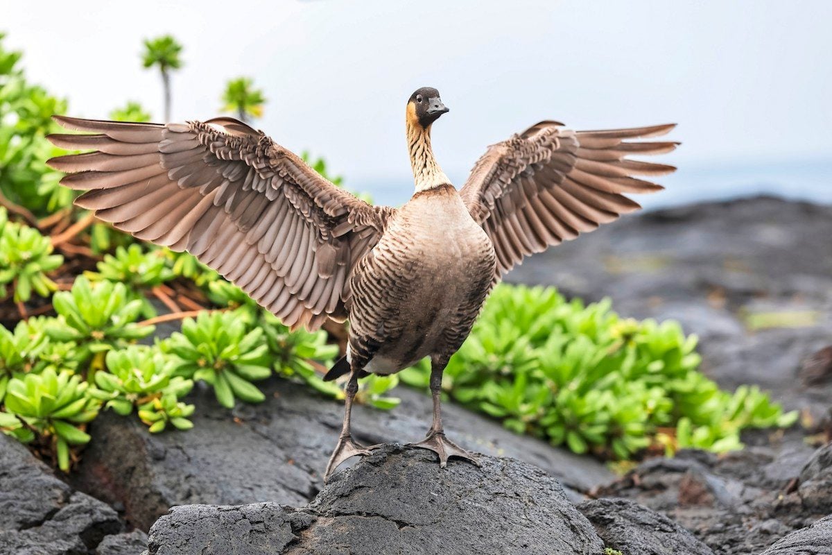 Nene goose: The state bird of Hawaii