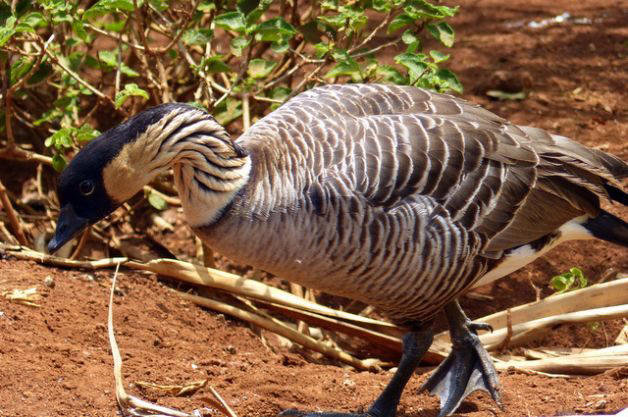Nene goose: The state bird of Hawaii