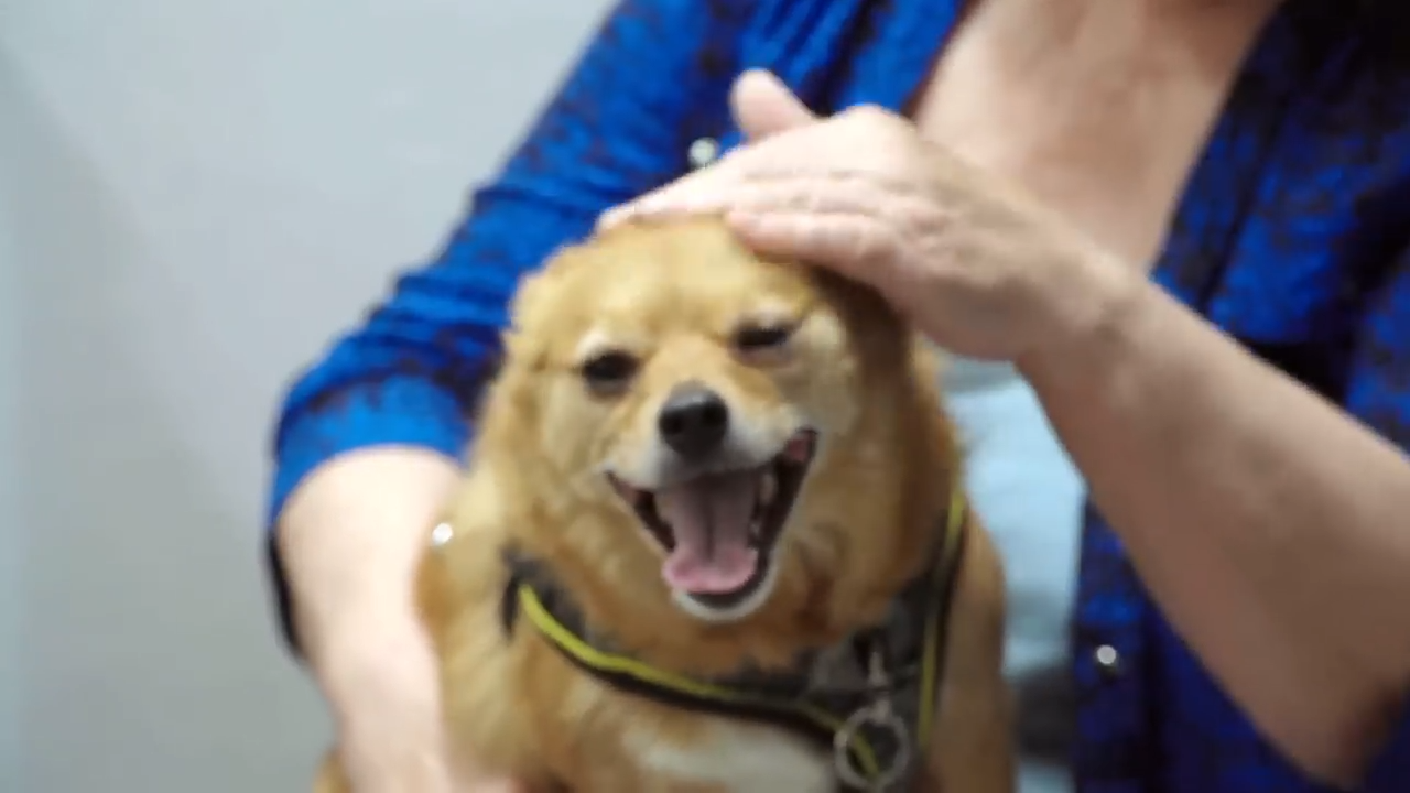 How Bondi Vet handles the strangest emergencies in one compilation