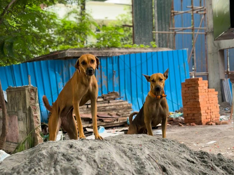 Mass killing of canines continues in Telangana: 200 more poisoned to ...
