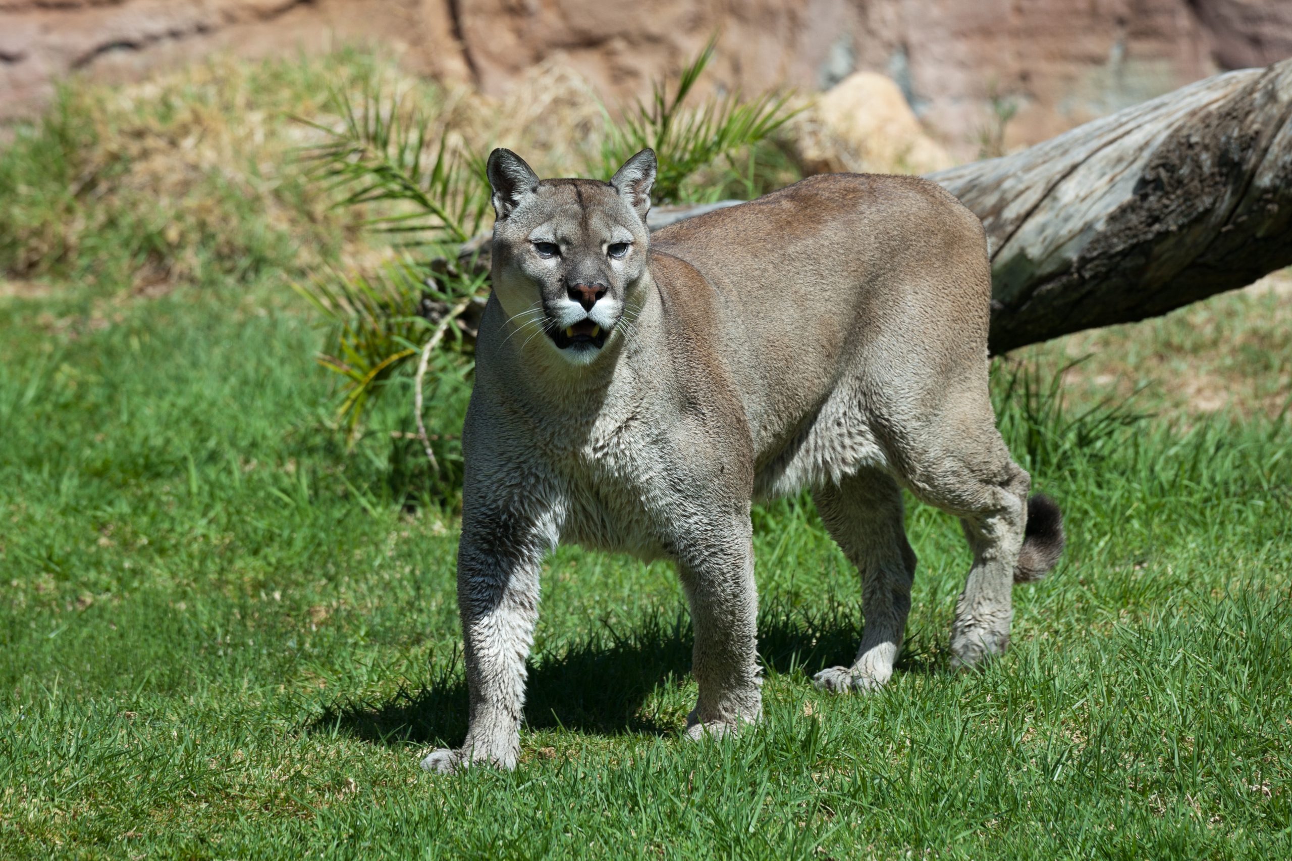 8 dangerous animals hunters should know how to avoid