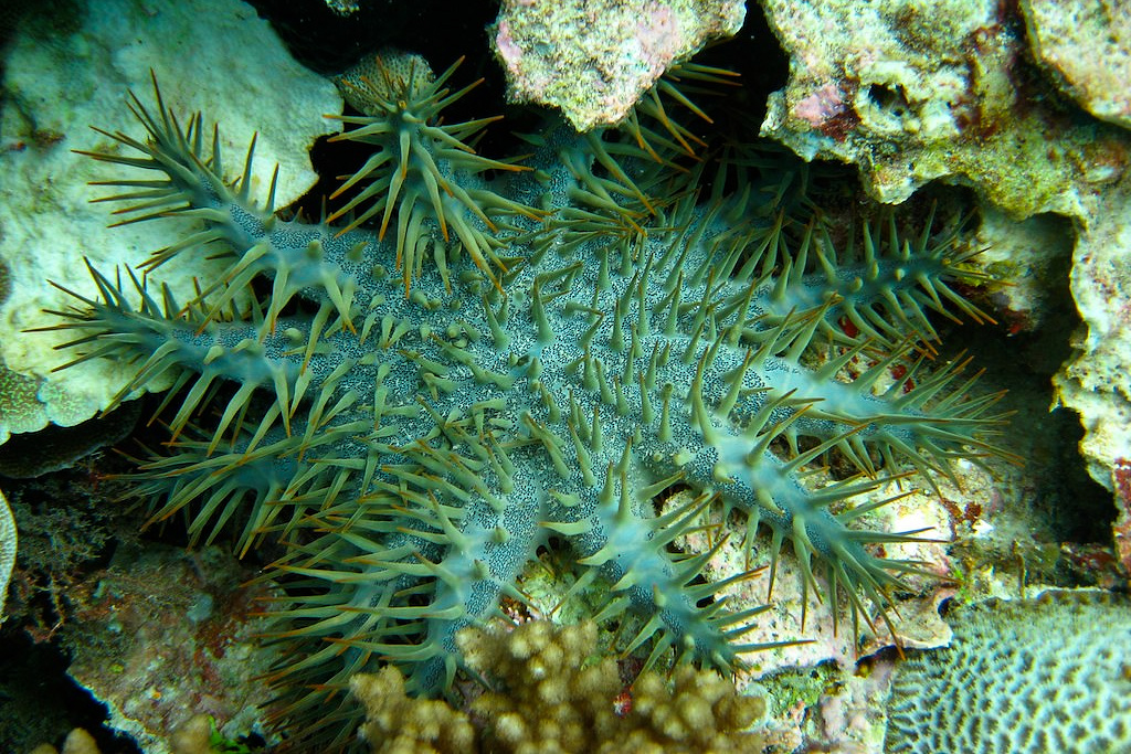 These hungry starfish are spiraling out of control in Australia