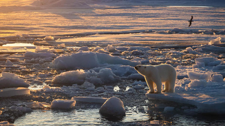 Polar bears on Norwegian islands 'fatter and healthier' despite ice loss