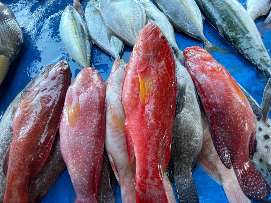 Catch limit increase, other changes coming for Gulf Coast grouper ...