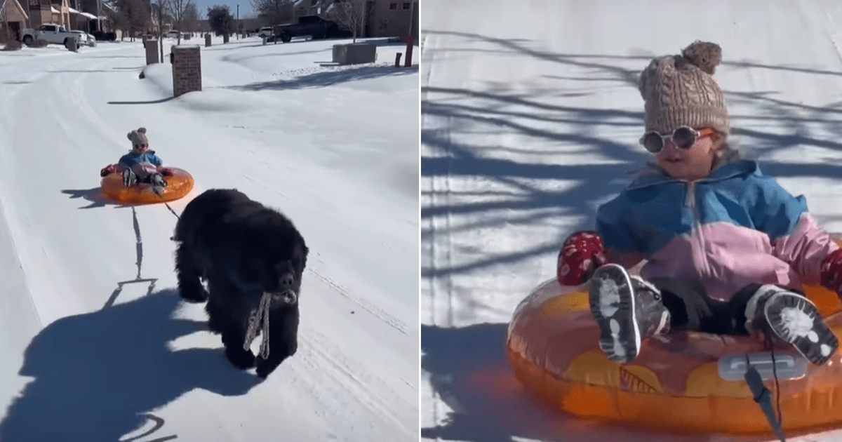 Video shows big dog helping tiny human experience sledding