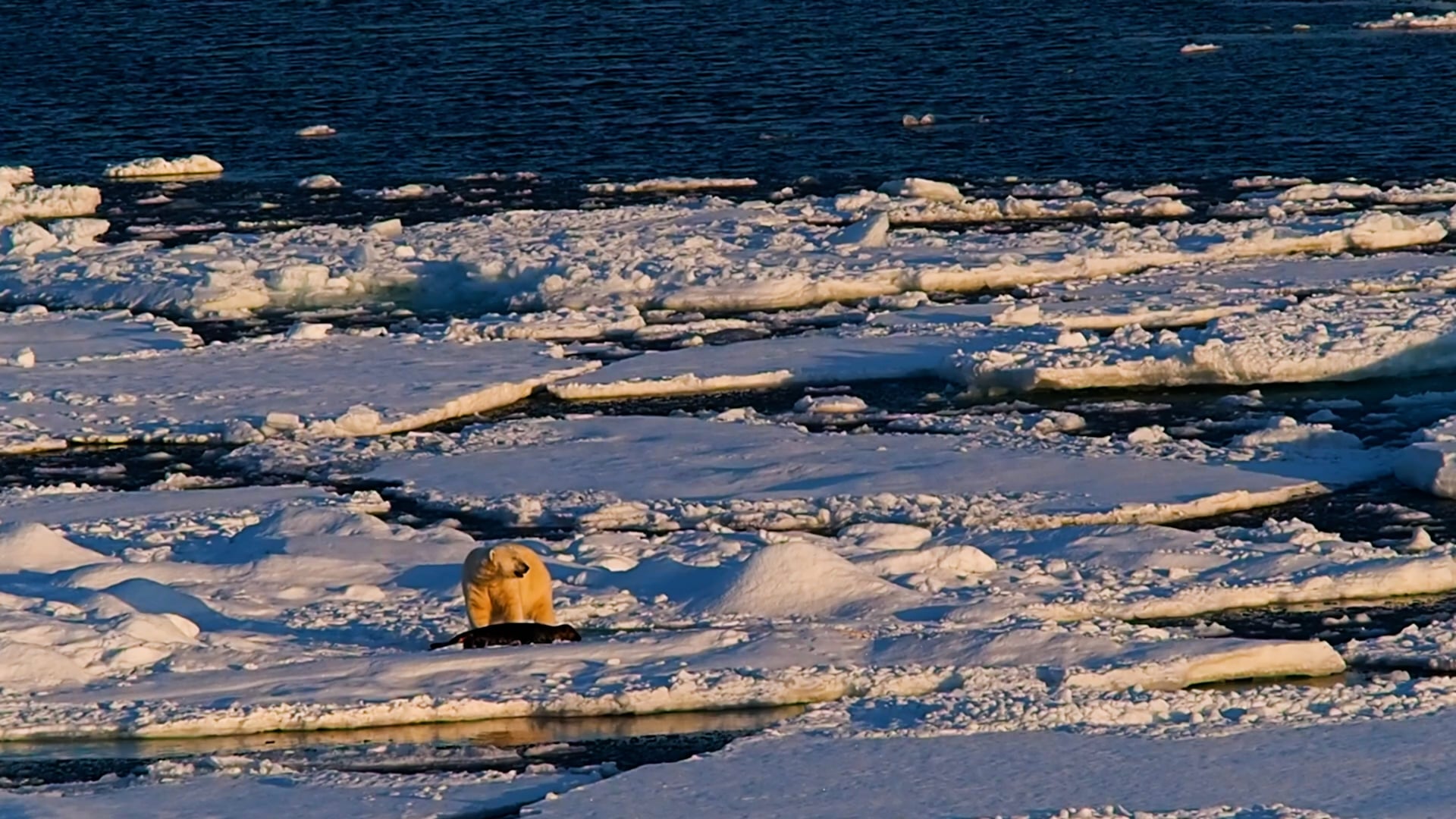 Polar bears in better physical shape than 25 years ago despite sea ice ...