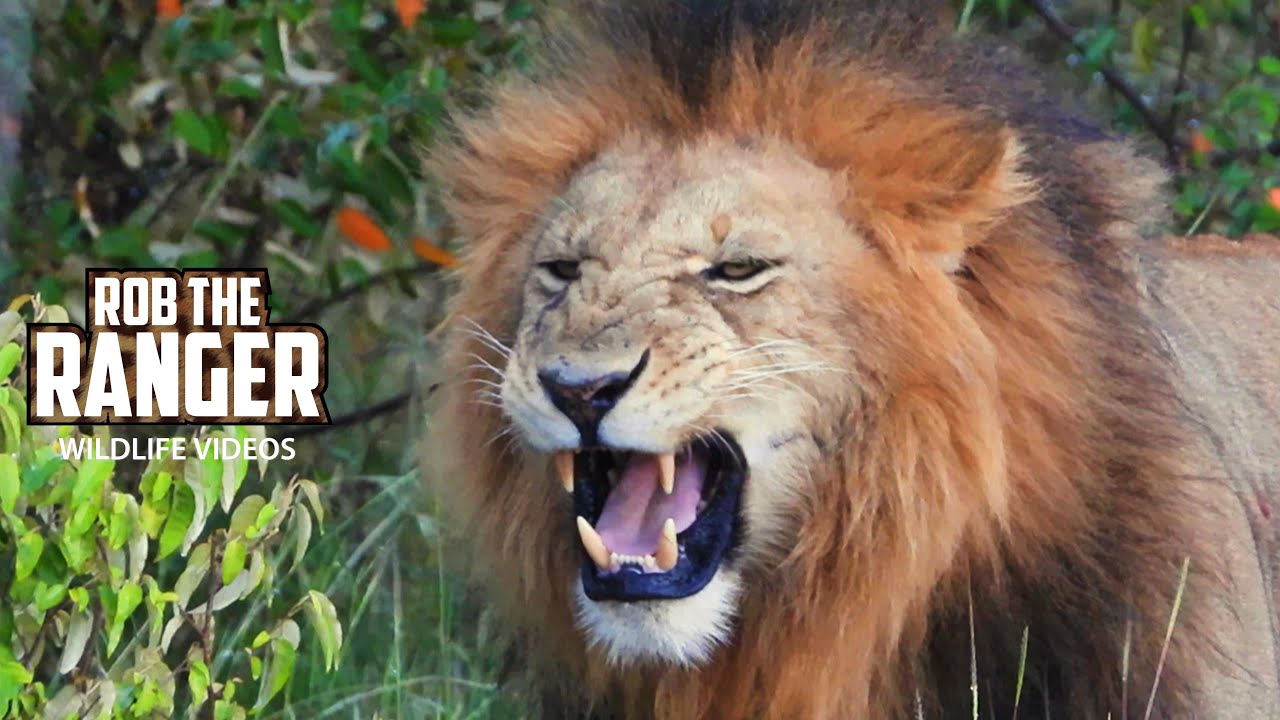 Lions play and hunt together in pouring Mara rain