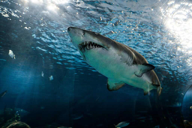 Great white sharks grow a whole new kind of tooth for slicing bone as ...