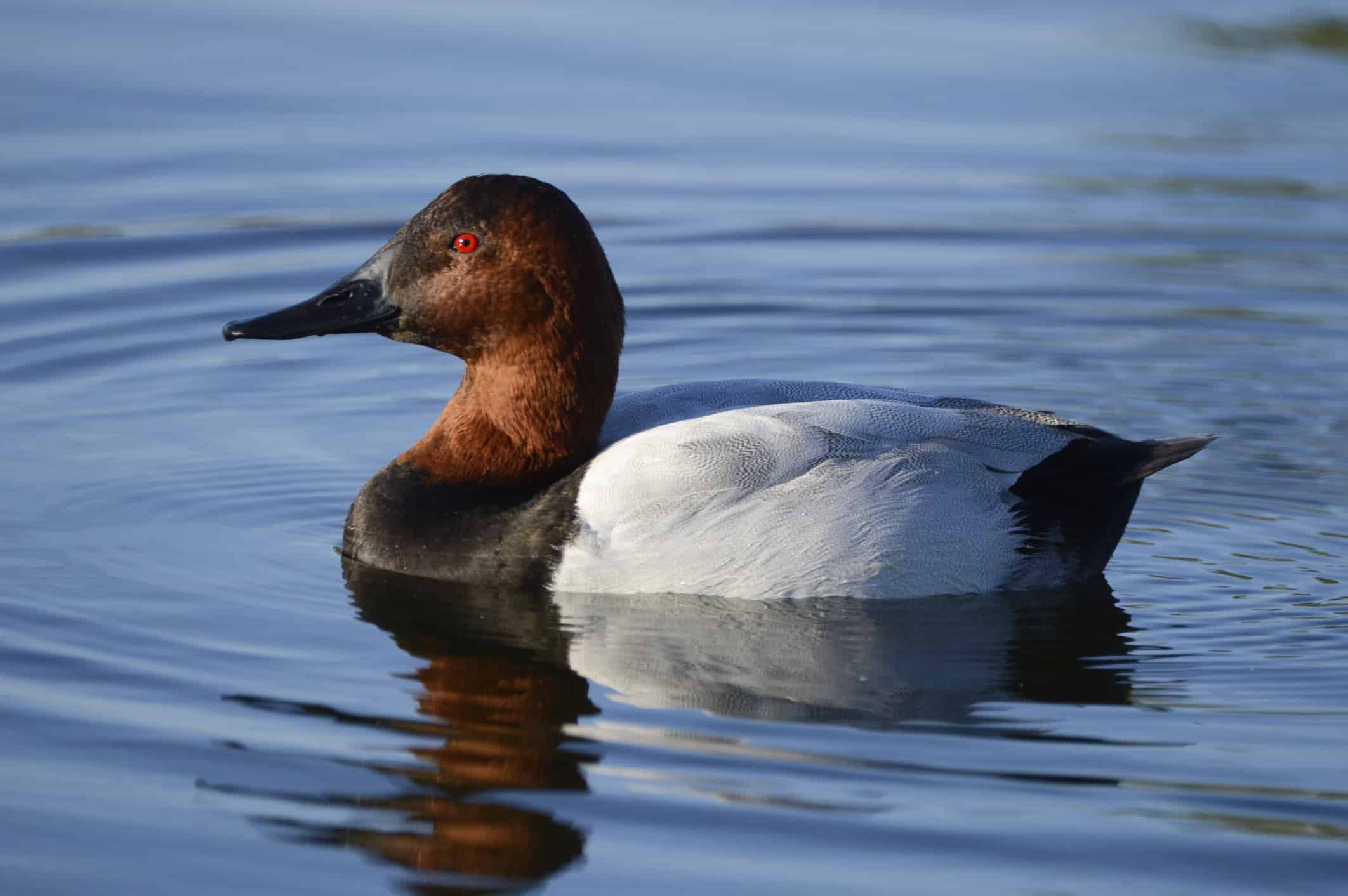 The US states with the largest duck populations