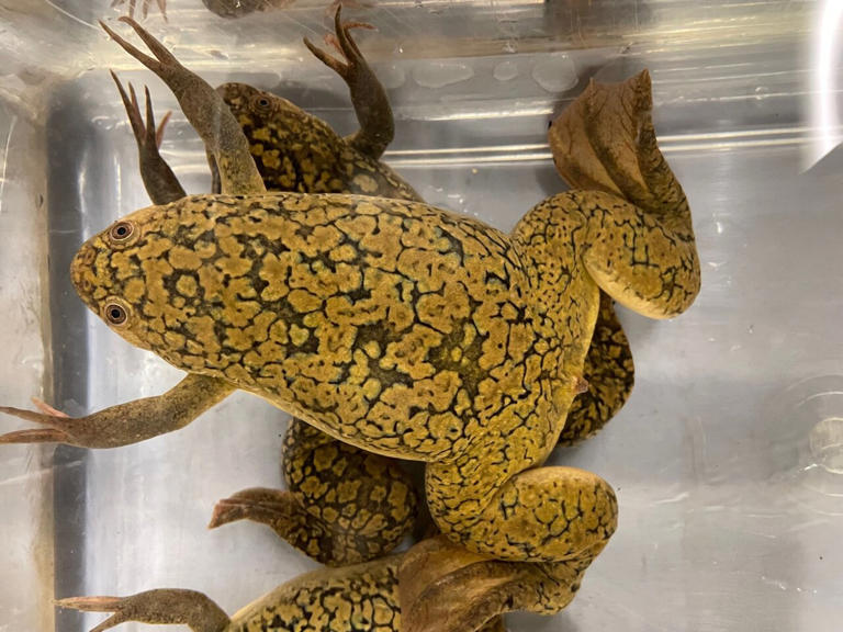Male or female? How one frog gene 'hijacked' sex determination about 20 ...