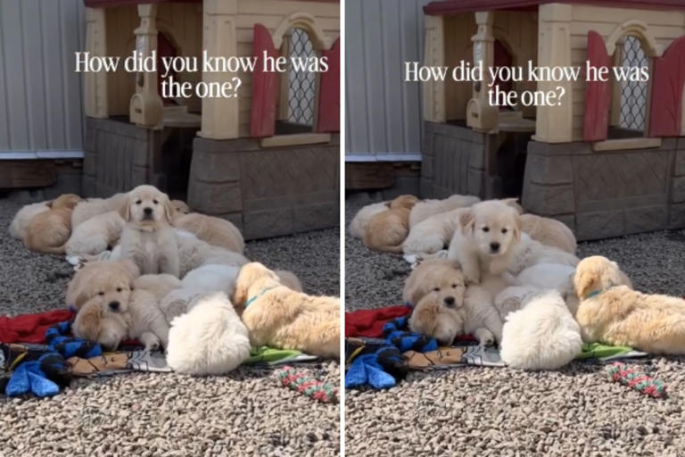 Cats abandoned with hand-written notes—then staff discover ...