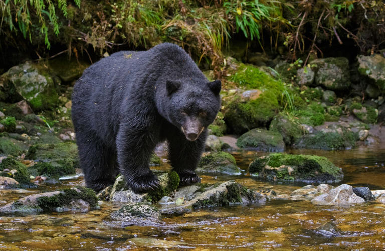 Bear poop is the surprise ingredient in this new beer for Super Bowl