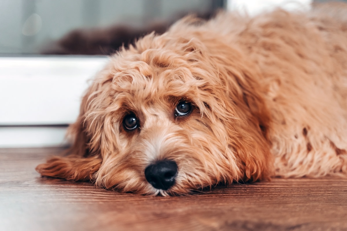 Cavapoo puppy’s face when he sees goodbye video from late mom is so sob ...