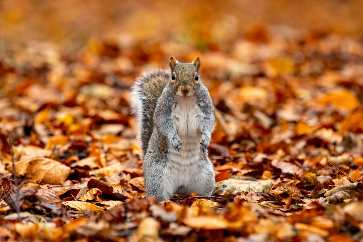 Grey squirrels could be given contraceptives to control numbers