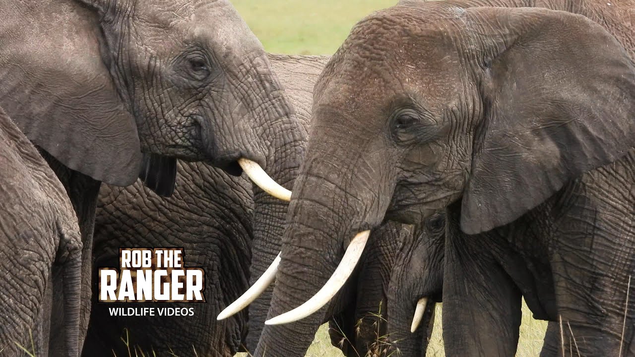 Elephant herd marches gracefully across Mara open plains