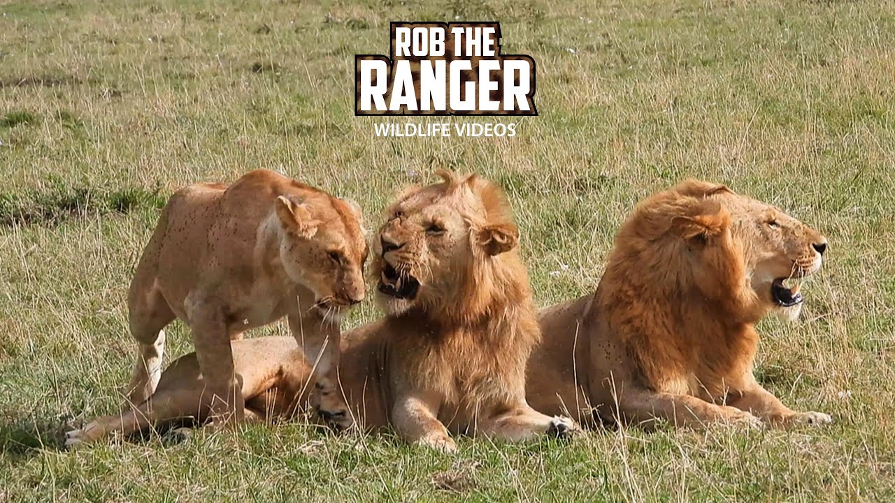 Flirty lioness confuses inexperienced young male lions nearby