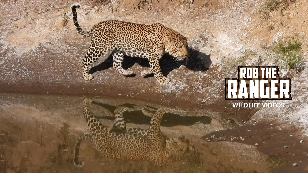 Opportunistic leopard hunts shortly after mating in Mara forest
