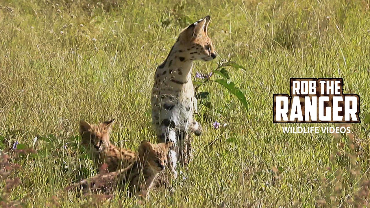 Three serval kittens play together in Mara bush