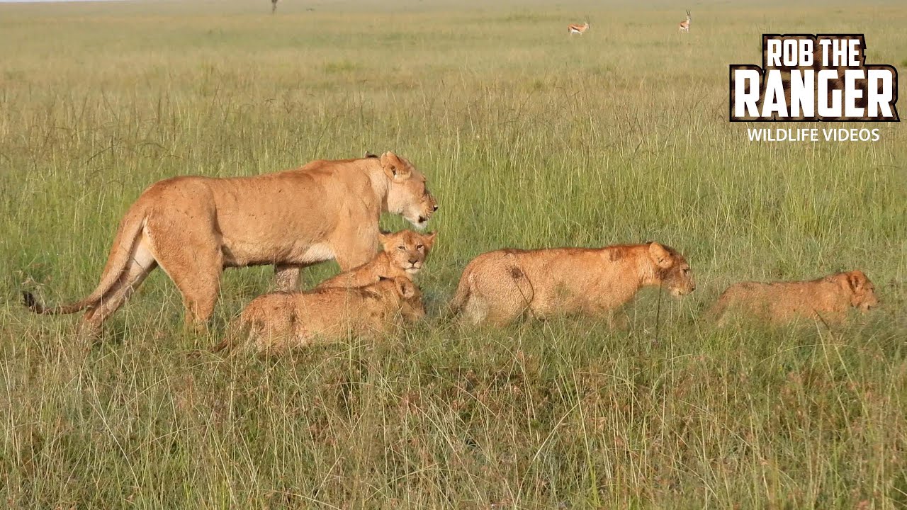 Lion pride marches across Mara plains in morning light
