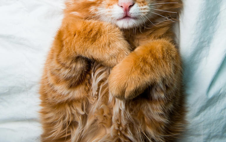 Orange rescue cat with unique front legs always looks deep in thought