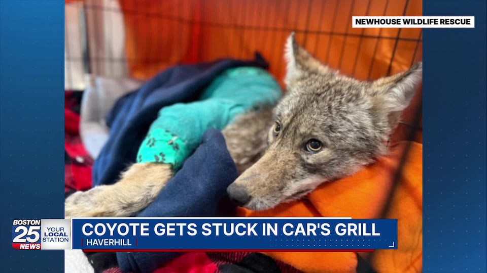 Coyote survives after being hit by car, stuck inside grill of car in ...