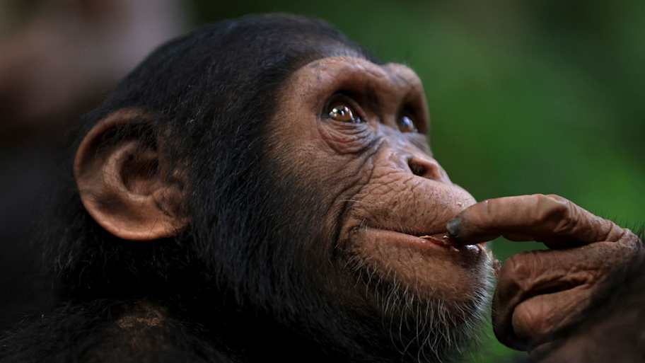 Top 5 smartest animals in the world, ranked by intelligence