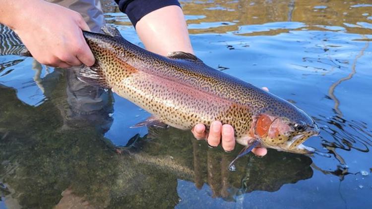 Pa. Fish and Boat Commission releases 2026 trout stocking schedules