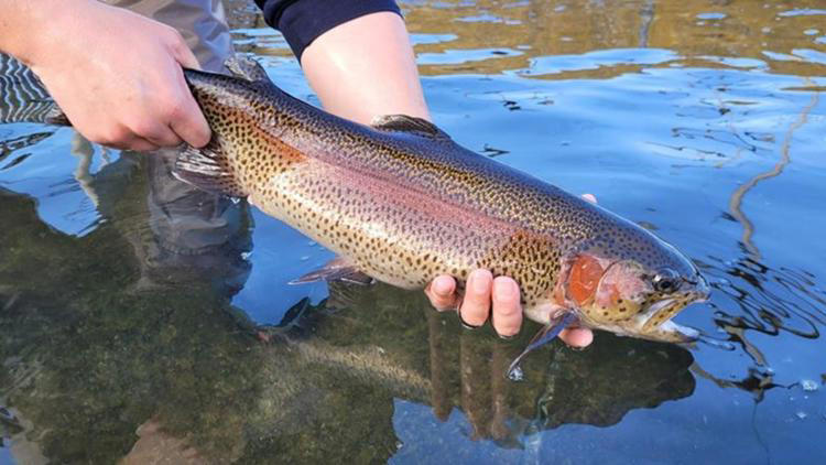 Pa Fish And Boat Commission Releases 2026 Trout Stocking Schedules