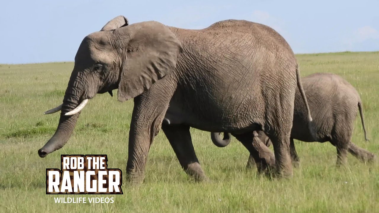 Elephants cross open Mara plains under early sunlight