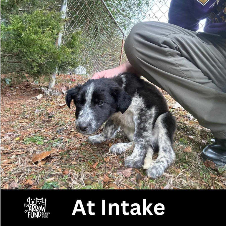 Abandoned puppy found outside in eastern Kentucky clinging to dead sibling