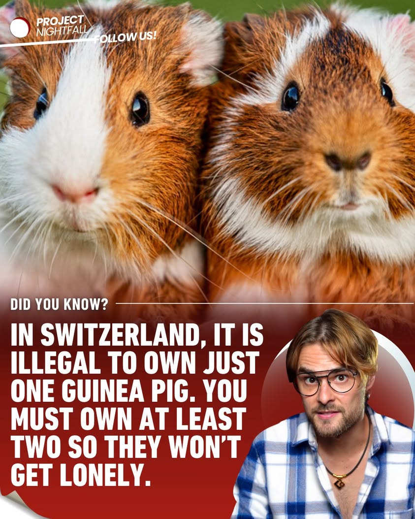 No pig should have to live life feeling a little... guinea-lone 😅 in ...
