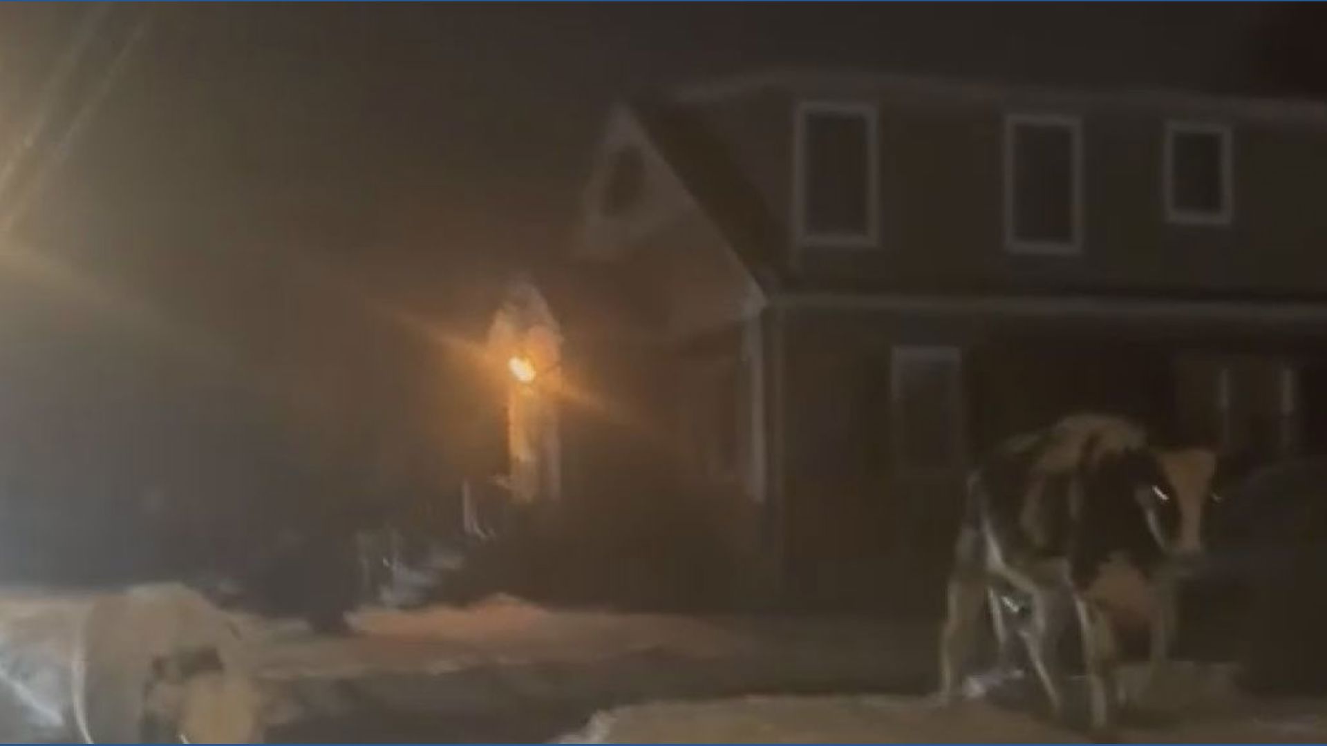 Police officer leads loose cows on local street back home