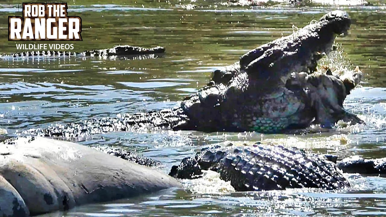 Witness Nile crocodiles devour a hippo carcass in the Maasai Mara ...