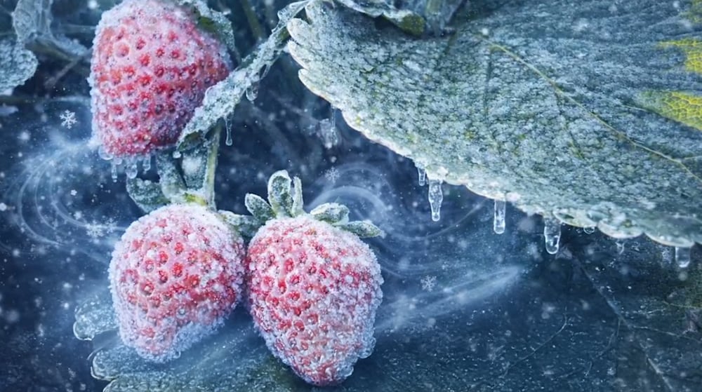 Farmers use water spray to protect strawberries from freezing temperatures