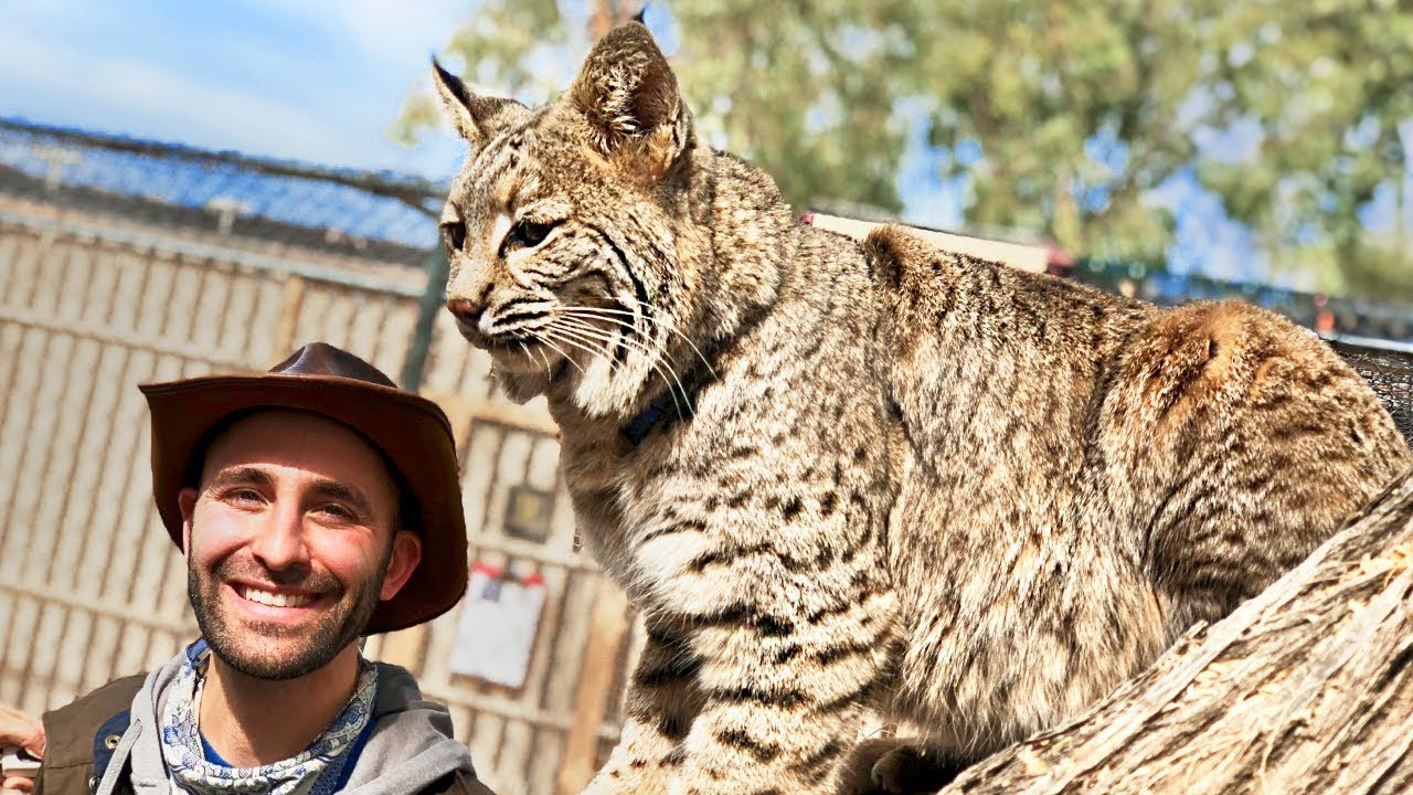 Safely relocating a bobcat