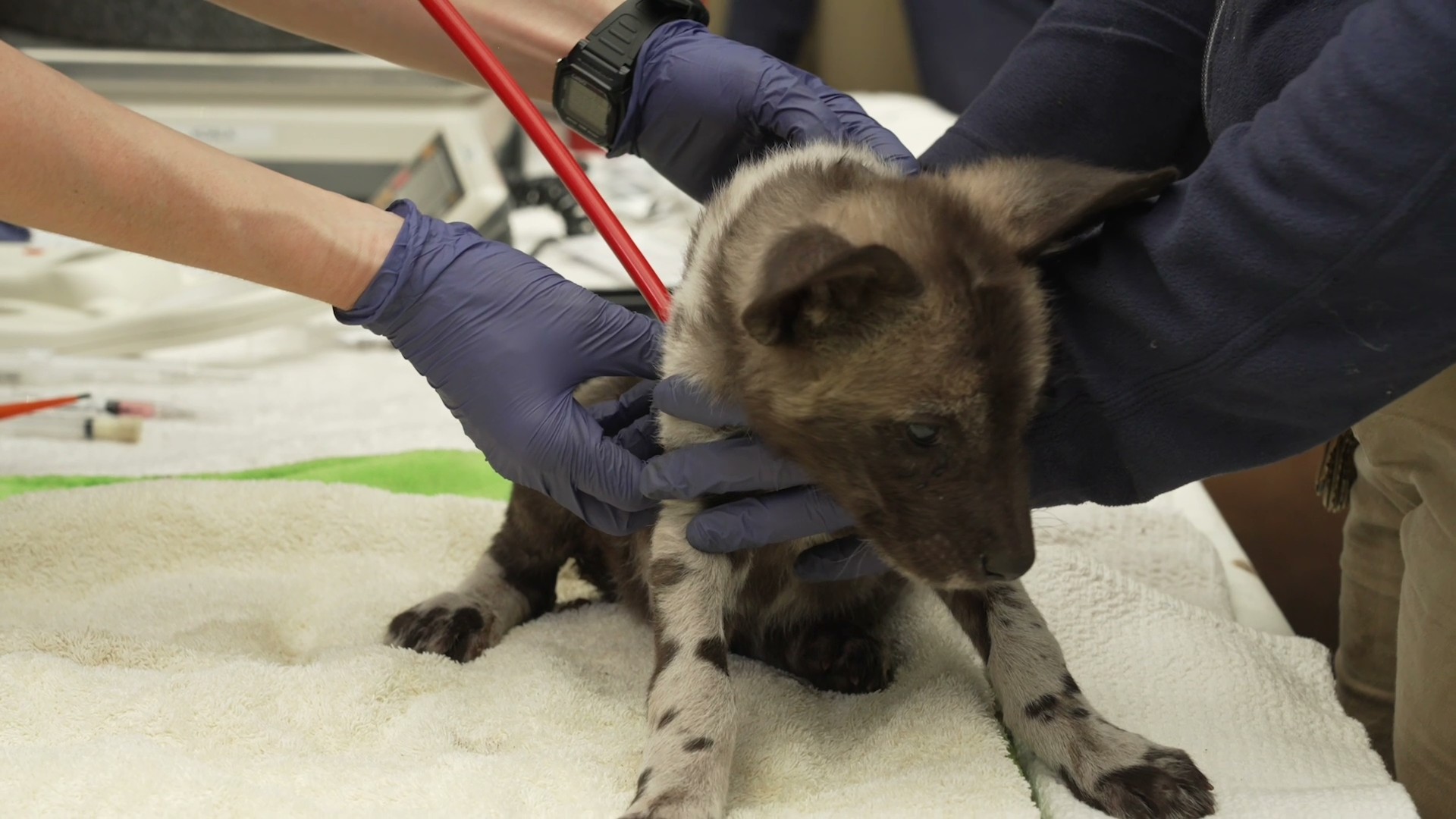 Adorable video shows African painted dog pups getting their first ...