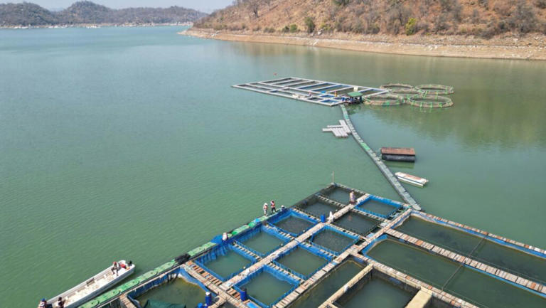 Fish farm raises alarms over potential environmental damage