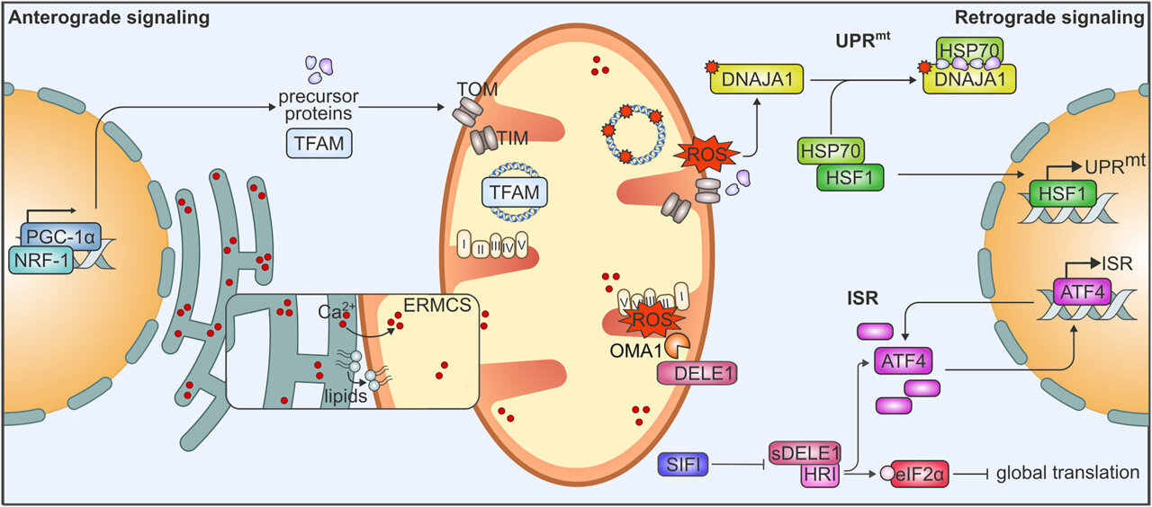 From metabolism to disease: Mitochondria's hidden signaling networks ...