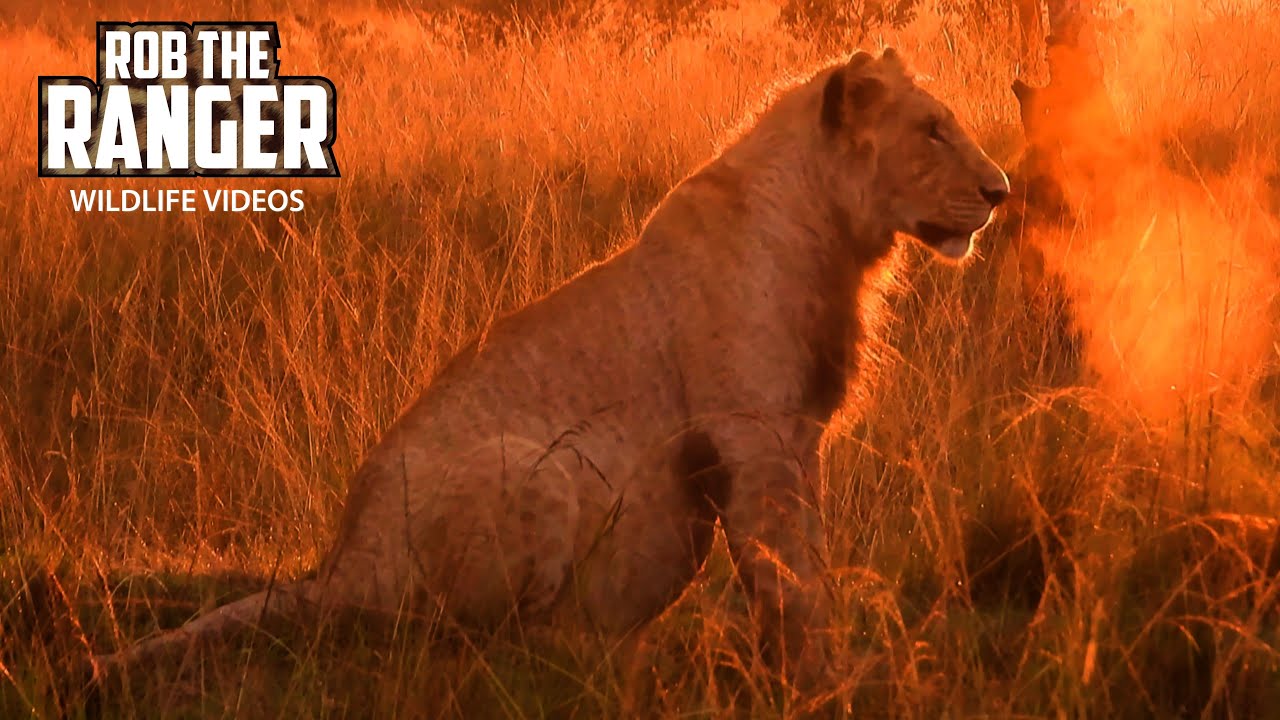 Early morning with marsh lion pride in Mara North safari