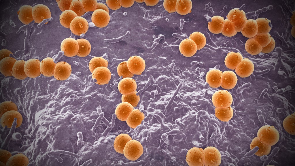 Chicago health officials report 7 cases, 2 deaths from meningitis ...