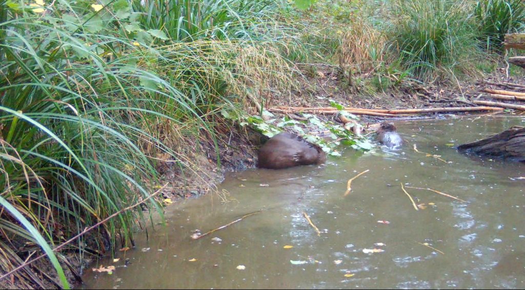 Camera catches beavers working together to build dam