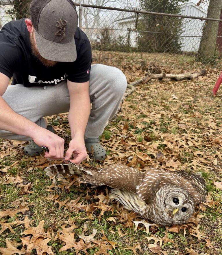 Family rushes to save gorgeous animal hanging by a kite string in backyard