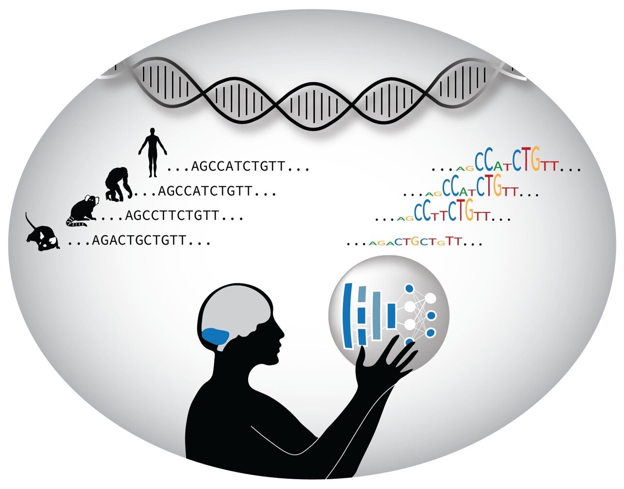 AI models retrace evolution of genetic control elements in the brain